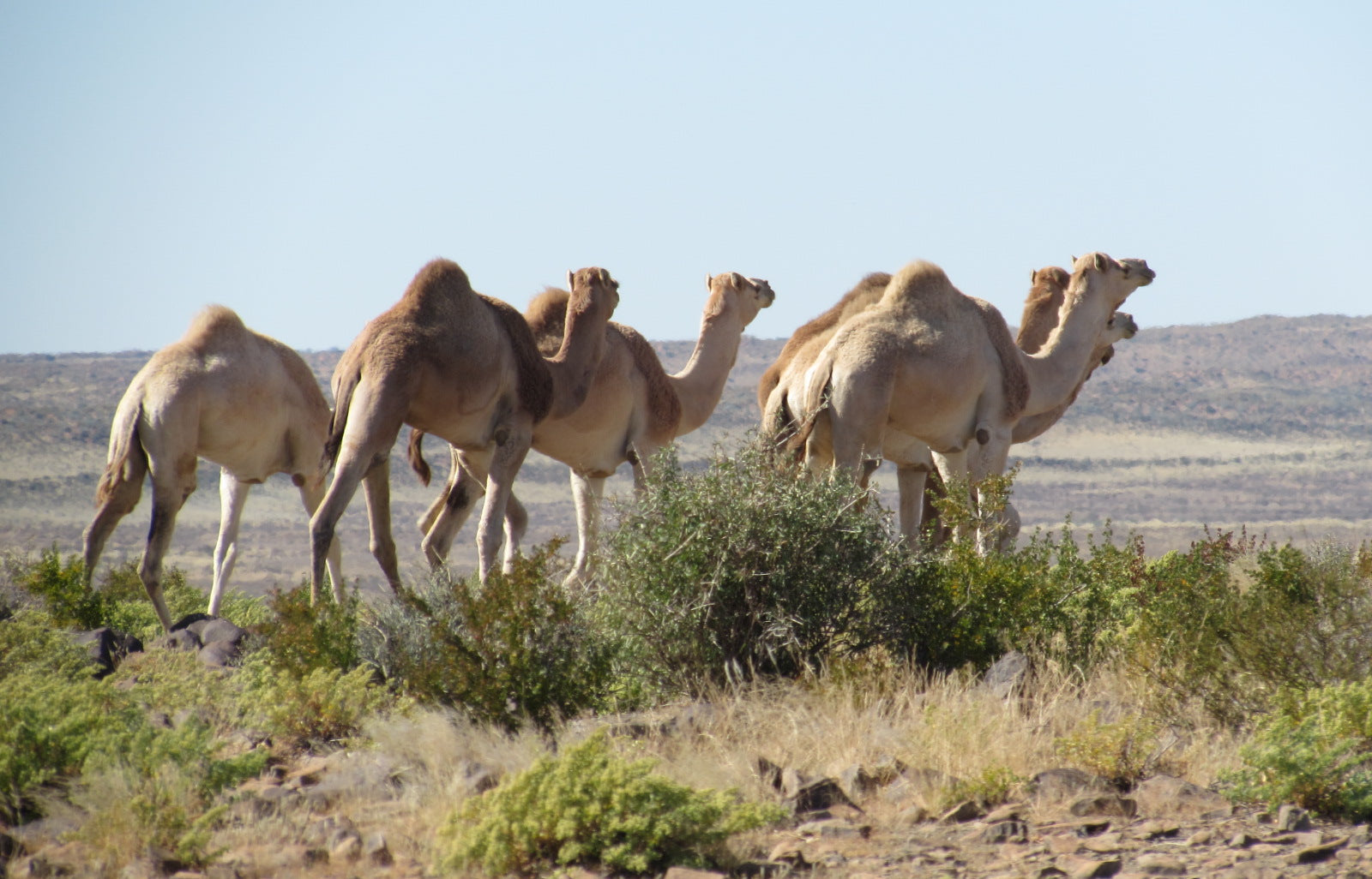 Buy Camel Milk & Chocolate – Camel Milk South Africa
